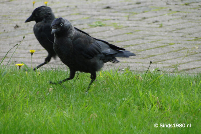 Kauw – Sinds1980.nl